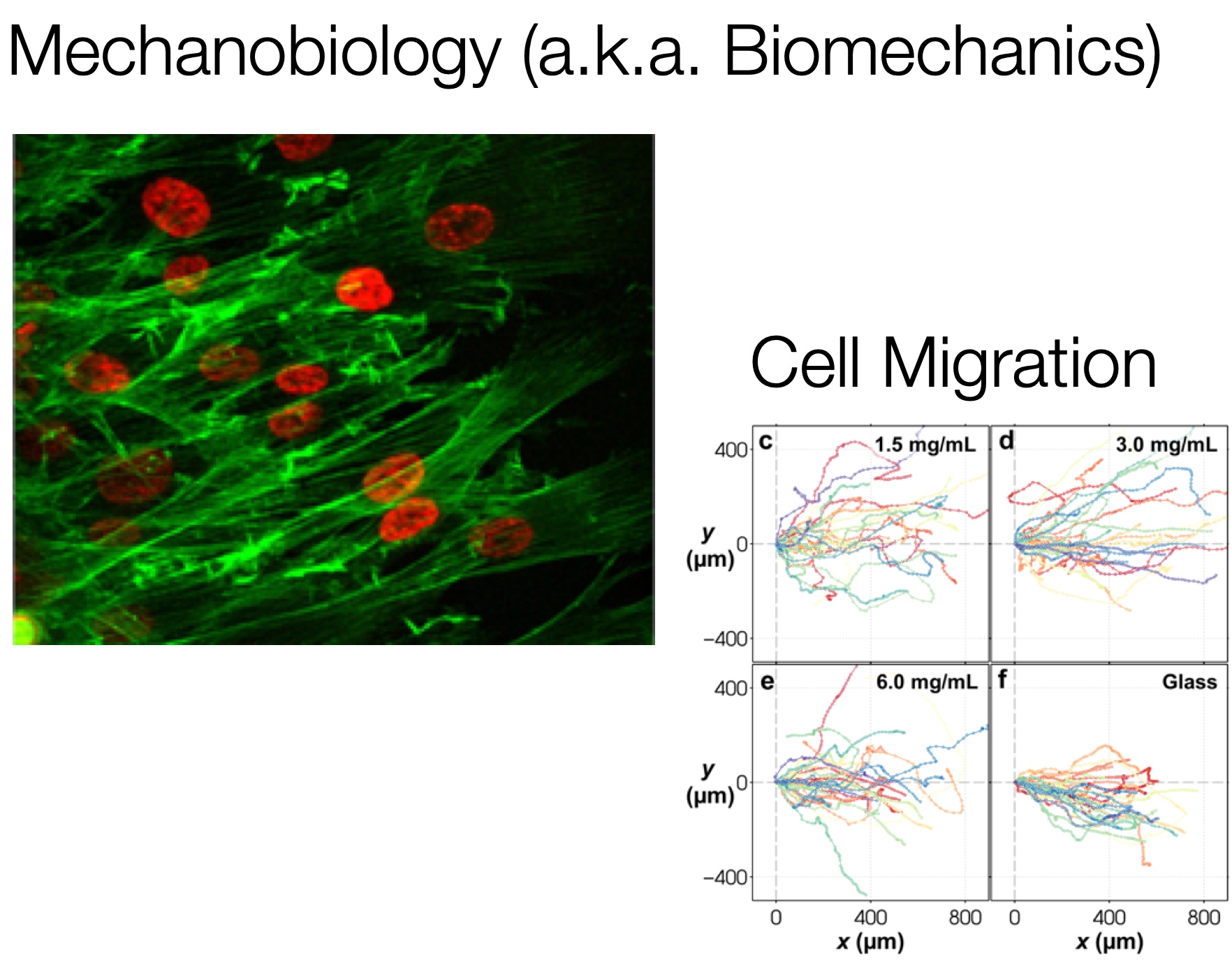 Information Transport during Cell Migration – The Bumsoo Han Research Group