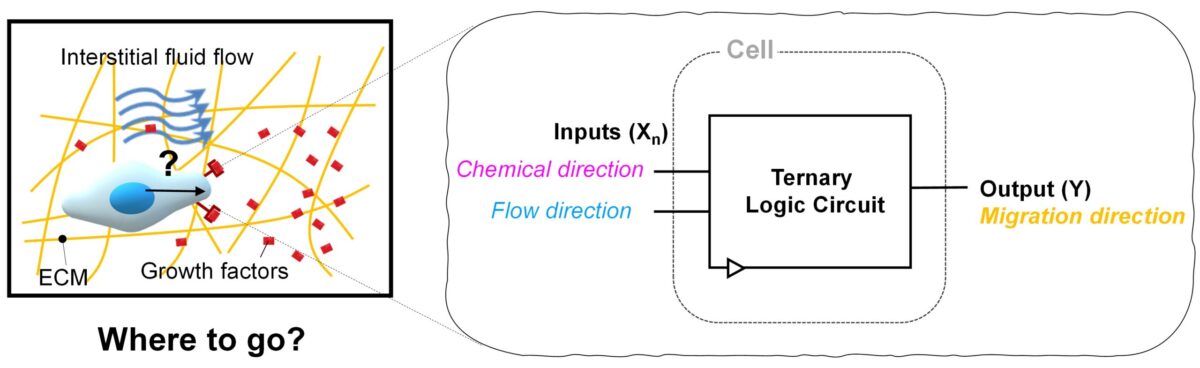 Cell as a logic gate – The Bumsoo Han Research Group